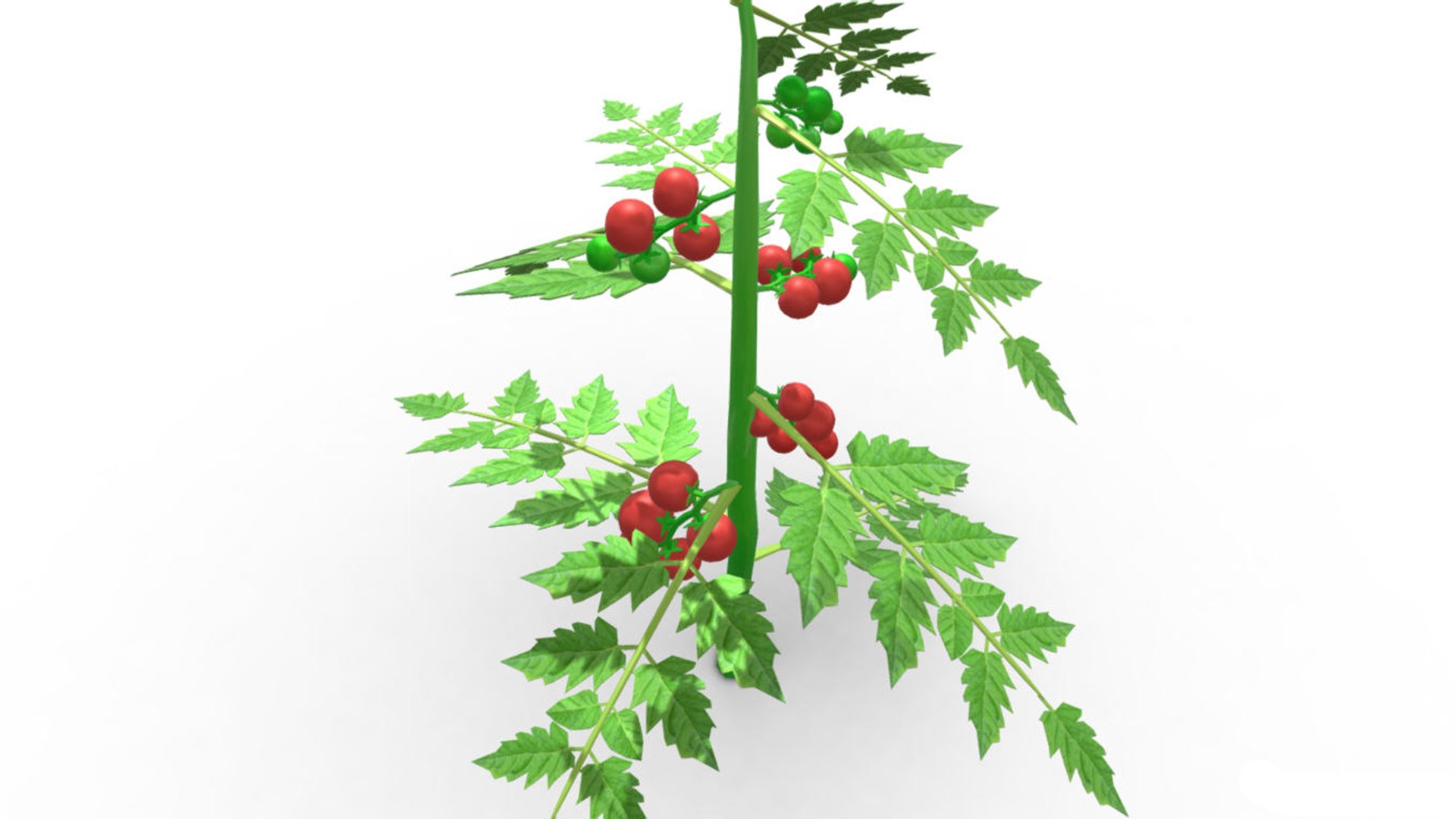 3D Tomato Tree - TurboSquid 2228934