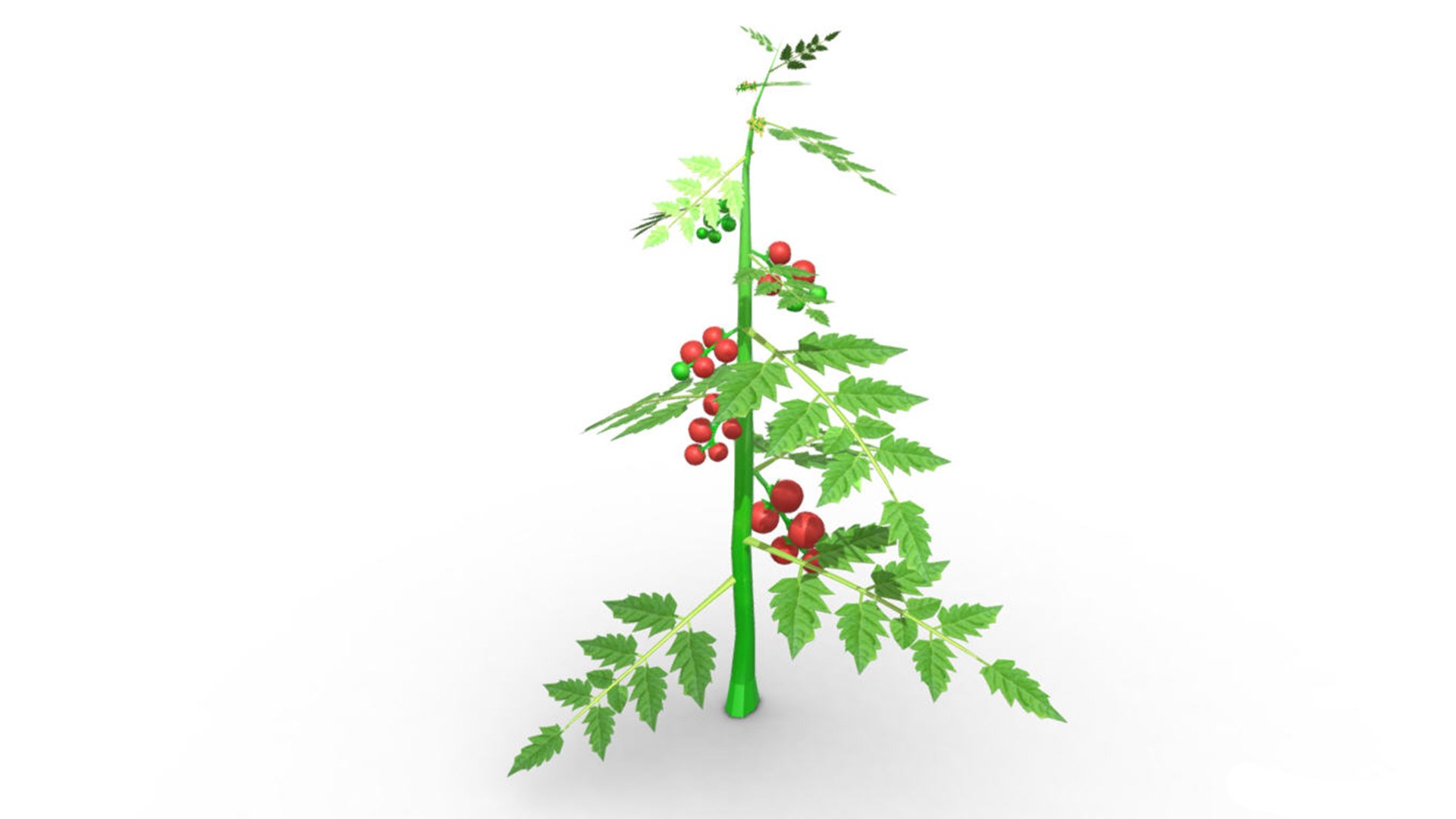 3D Tomato Tree - TurboSquid 2228934