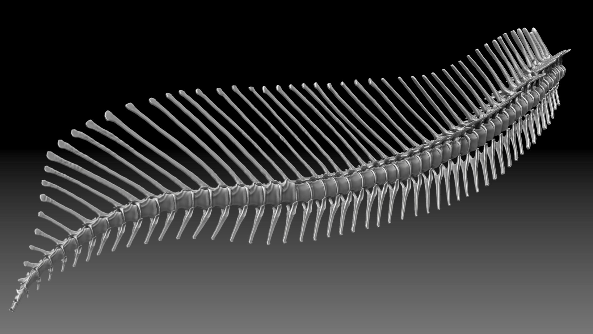 Spinosaurus 2020 Version Tail Set Skeletons Sculpt Project 3D Model ...