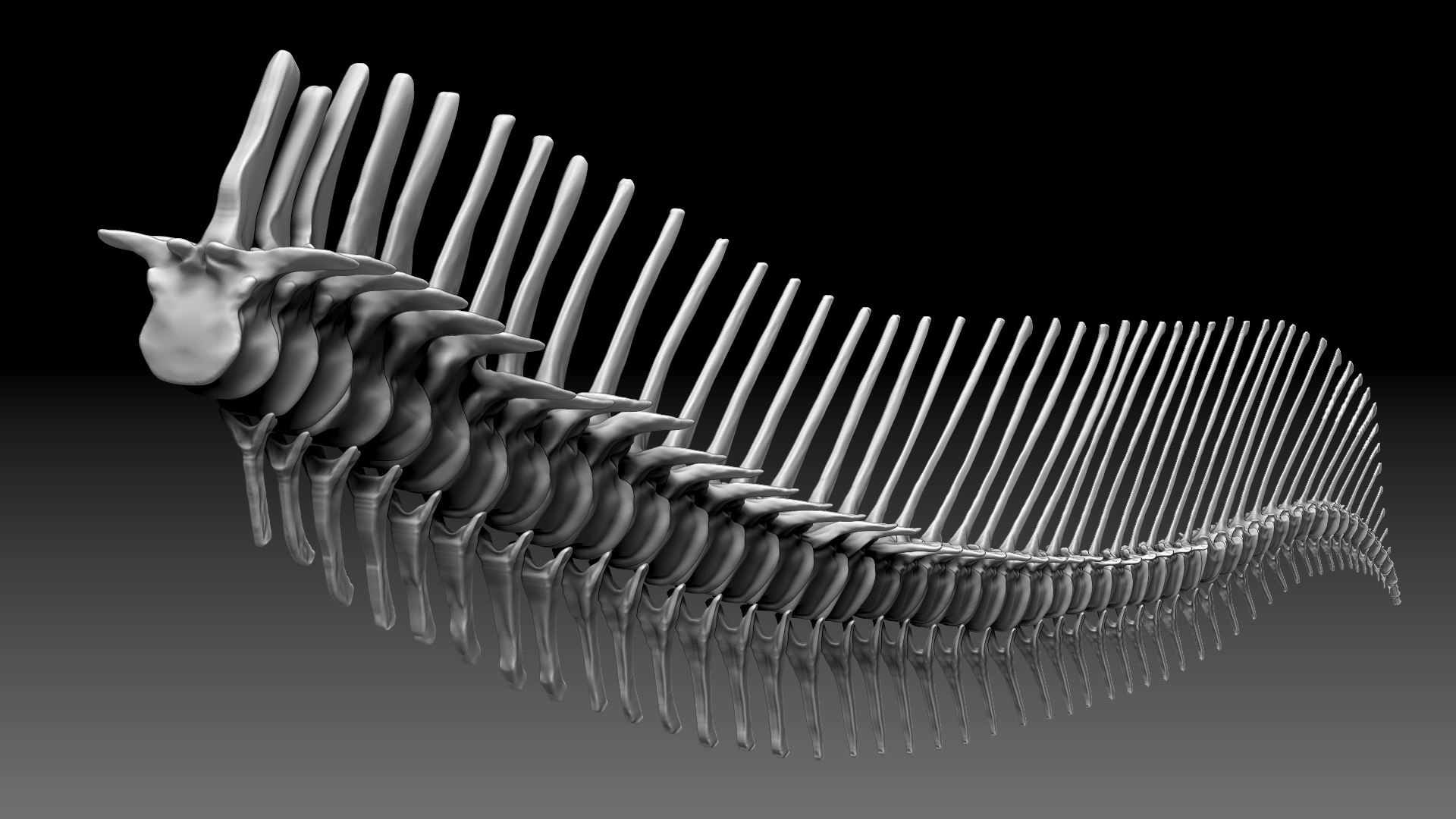 Spinosaurus 2020 Version Tail Set Skeletons Sculpt Project 3D Model ...