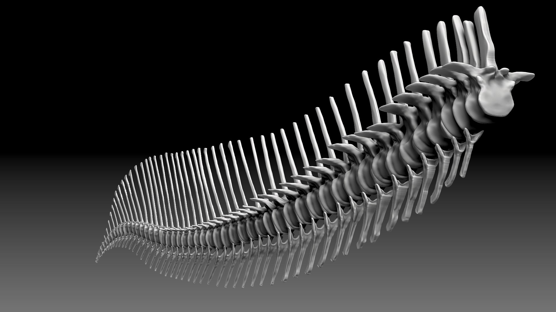 Spinosaurus 2020 Version Tail Set Skeletons Sculpt Project 3D Model ...