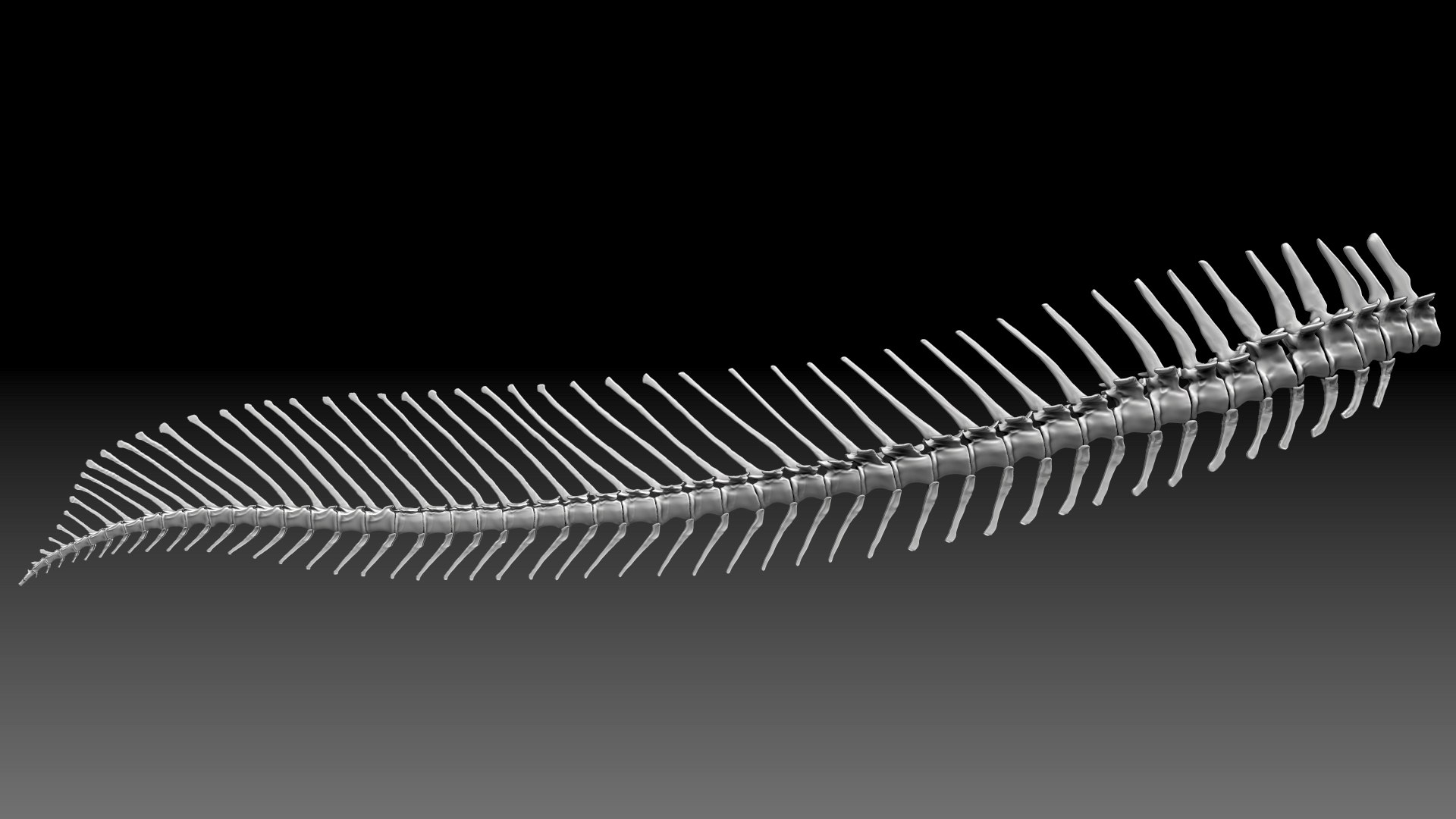 Spinosaurus 2020 Version Tail Set Skeletons Sculpt Project 3D Model ...