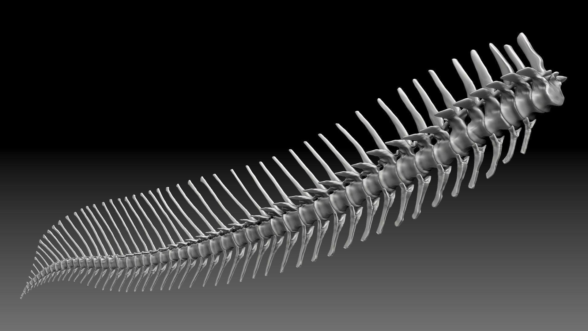 Spinosaurus 2020 Version Tail Set Skeletons Sculpt Project 3D Model ...