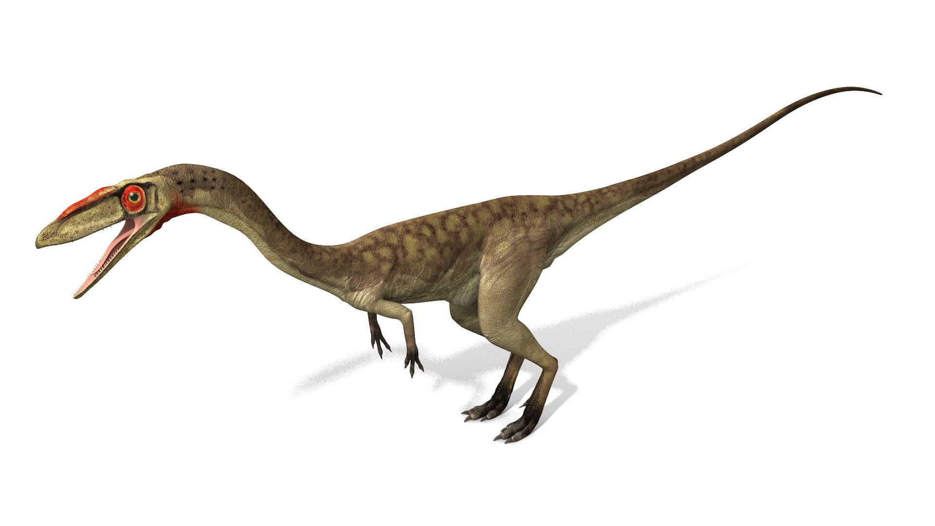 3D model Coelophysis - TurboSquid 1870195
