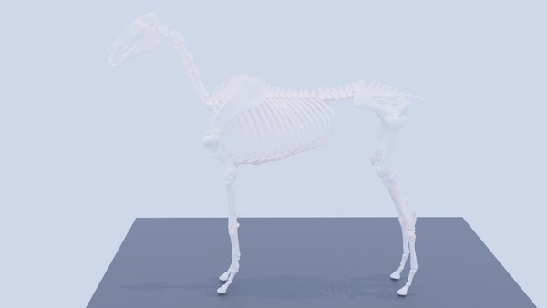 3D model Horse Skeletal structure - TurboSquid 1785079