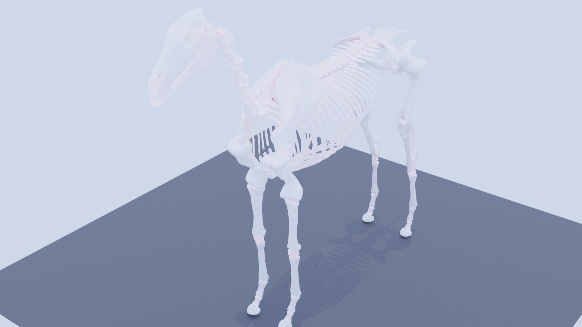 3D model Horse Skeletal structure - TurboSquid 1785079