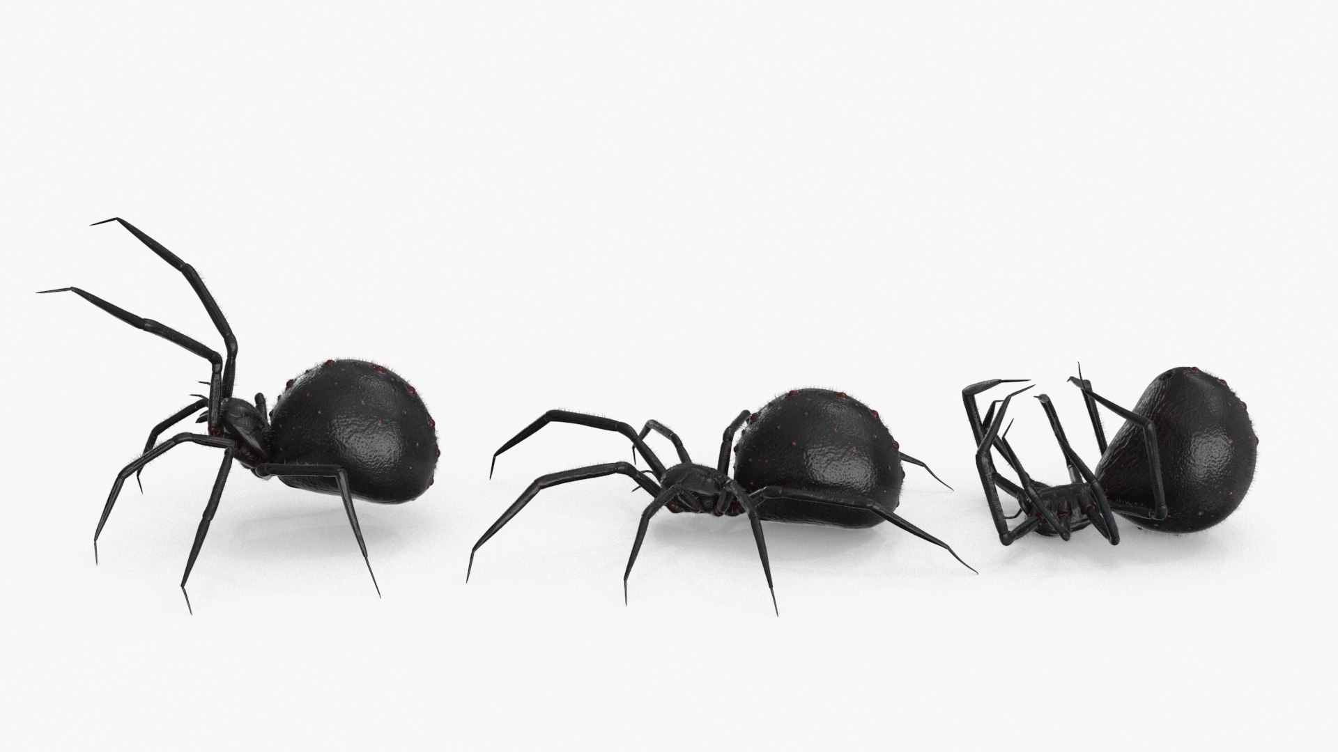 Spider 3 Poses 3D - TurboSquid 2149393