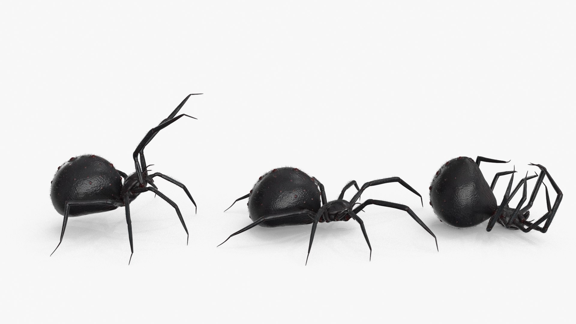 Spider 3 Poses 3D - TurboSquid 2149393