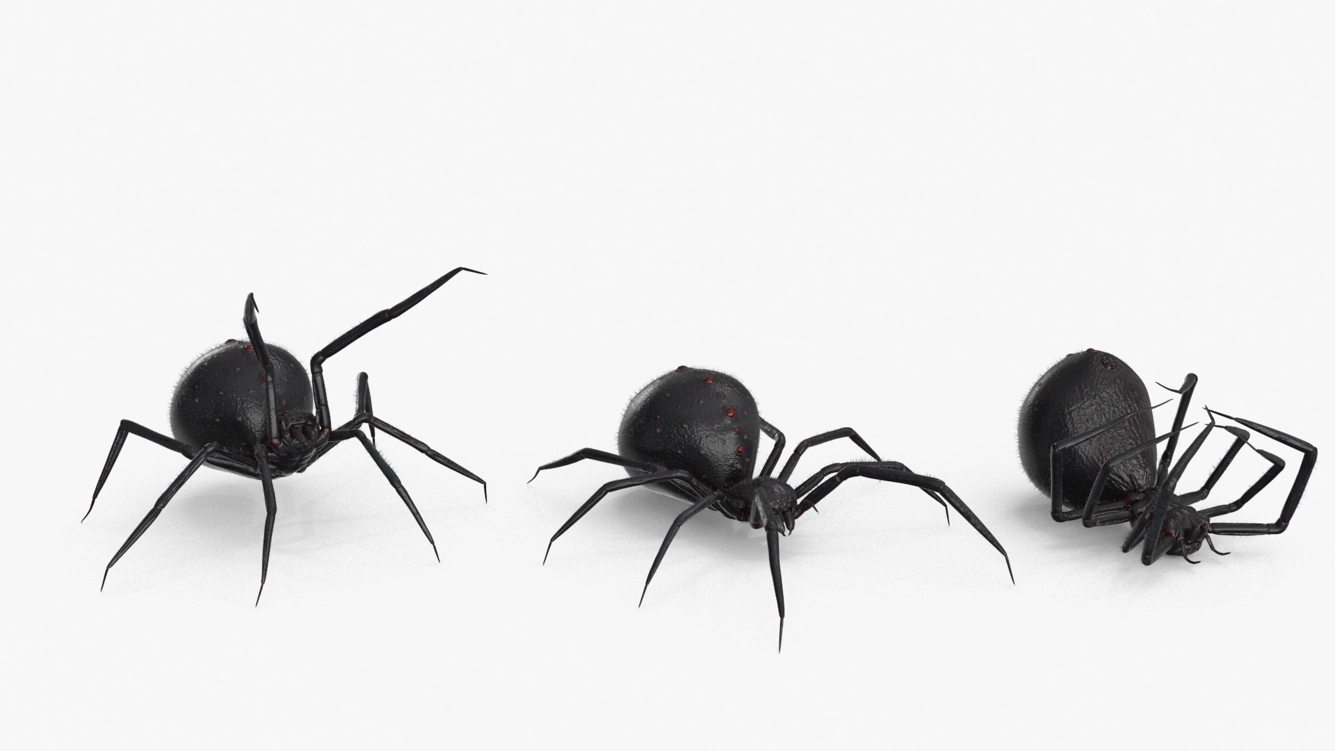 Spider 3 Poses 3D - TurboSquid 2149393