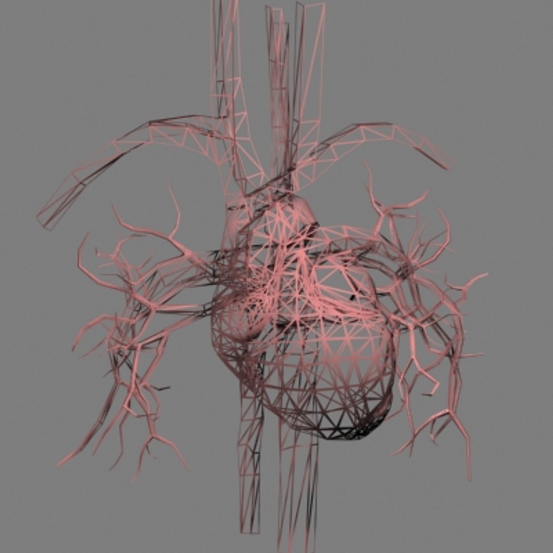 Heart 3d Model