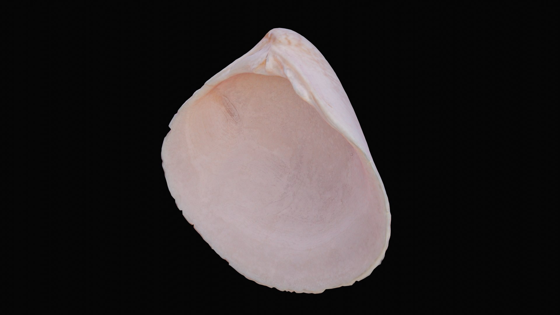 Sea Tellin Shell 3D Model - TurboSquid 1627585