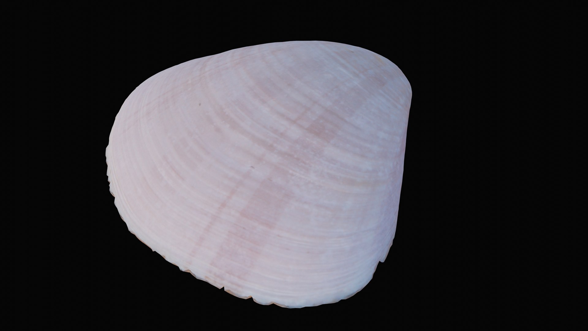 Sea Tellin Shell 3D Model - TurboSquid 1627585