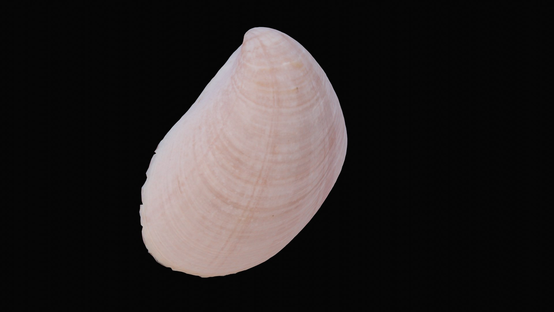 Sea Tellin Shell 3D Model - TurboSquid 1627585