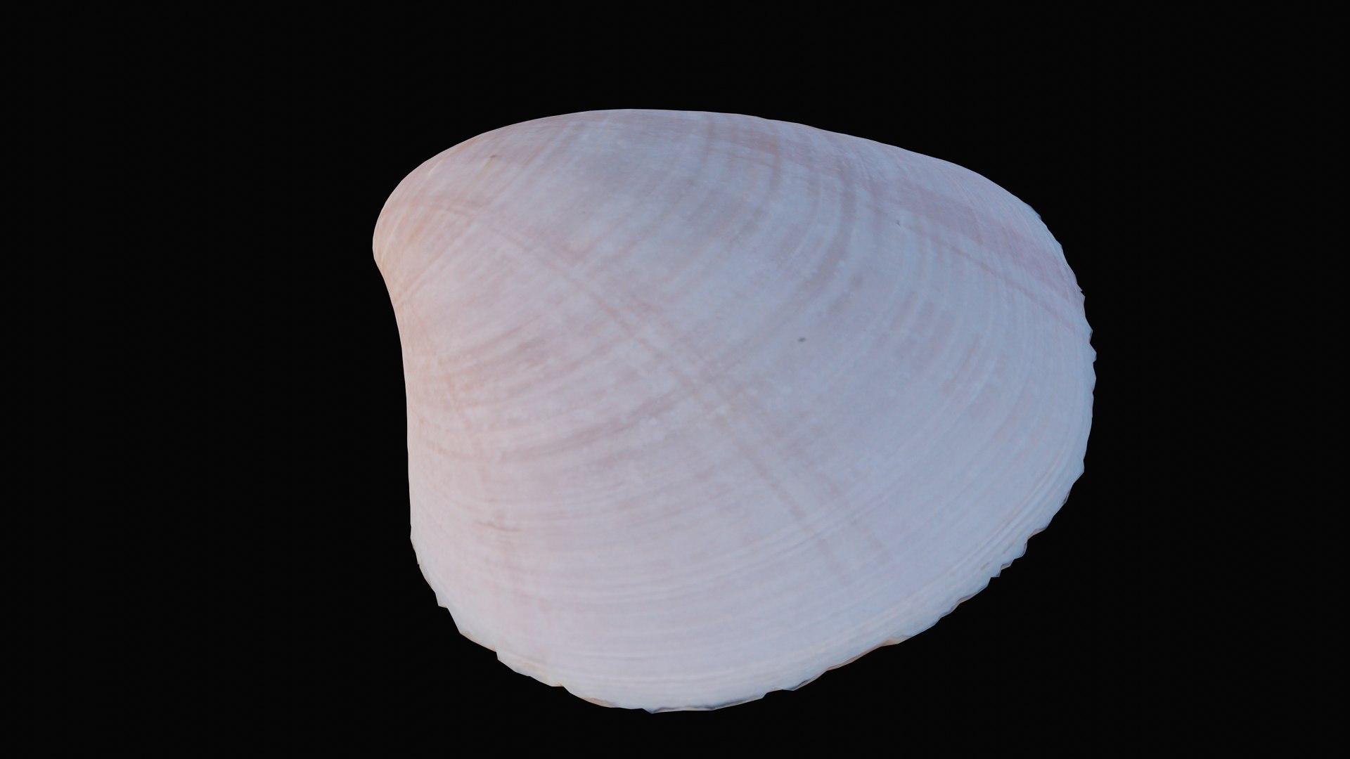 Sea Tellin Shell 3D Model - TurboSquid 1627585