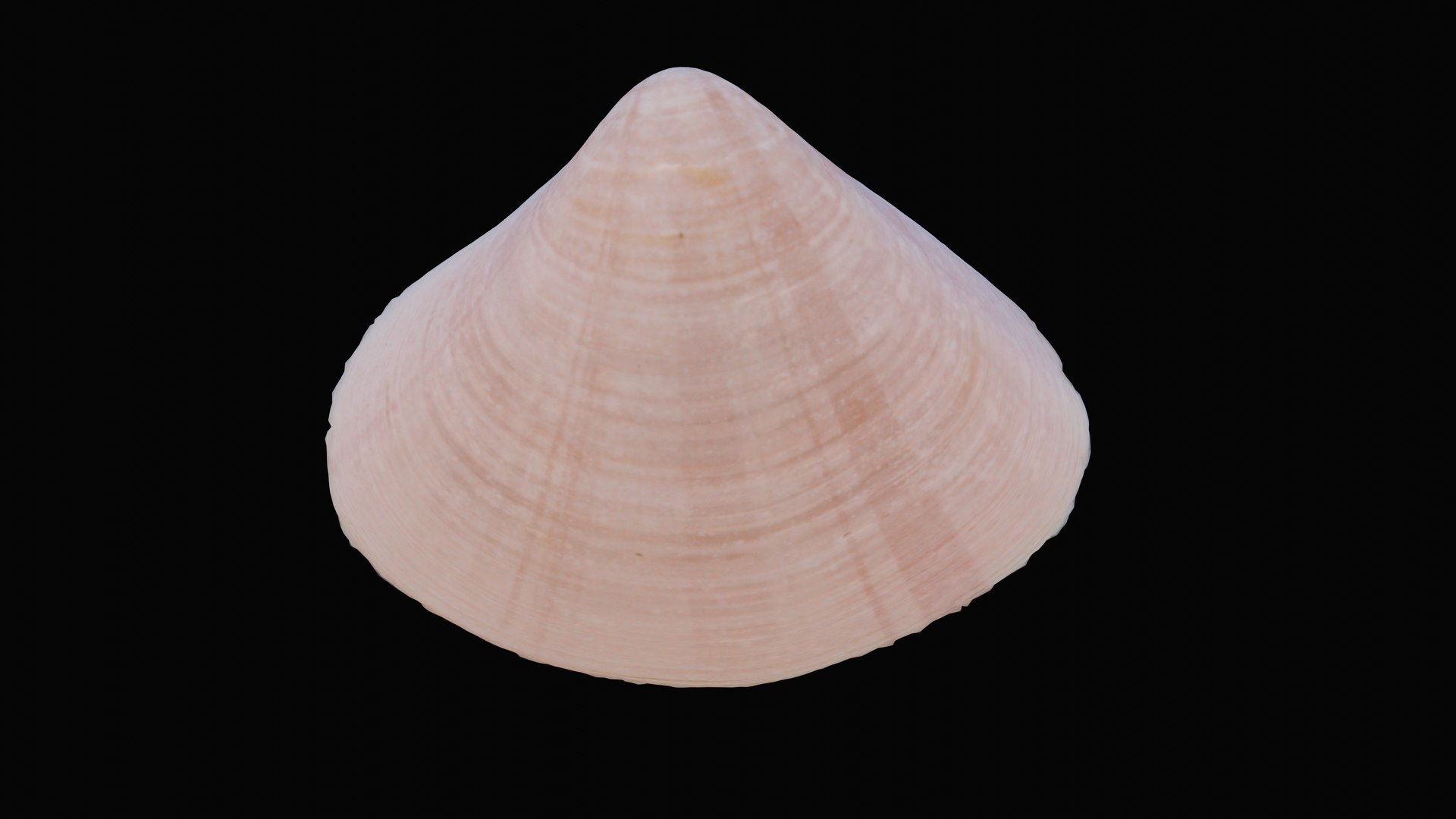 Sea Tellin Shell 3D Model - TurboSquid 1627585