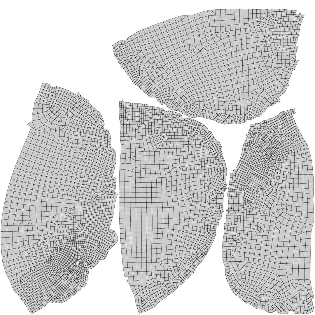 Sea Tellin Shell 3D Model - TurboSquid 1627585