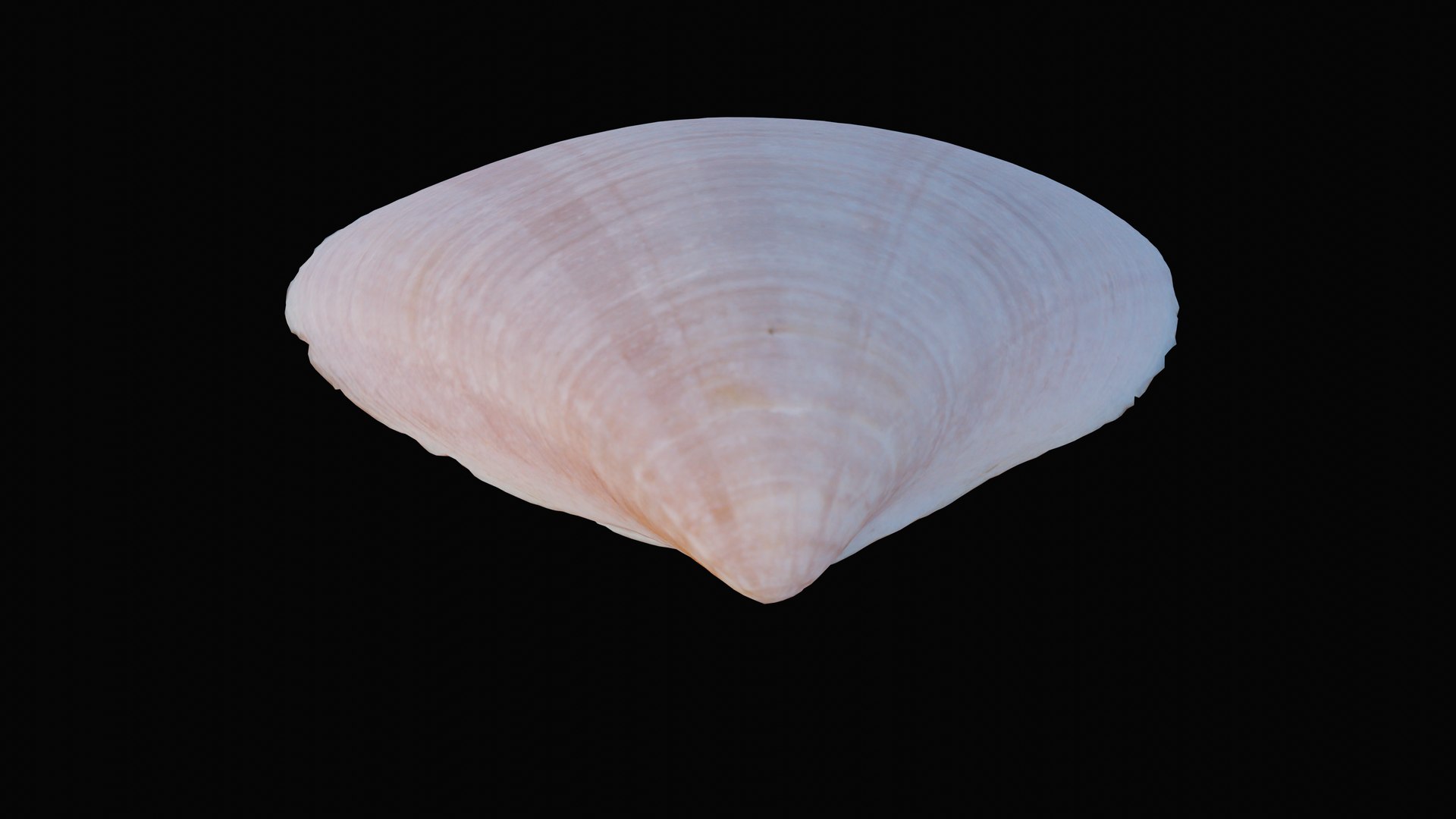 Sea Tellin Shell 3D Model - TurboSquid 1627585