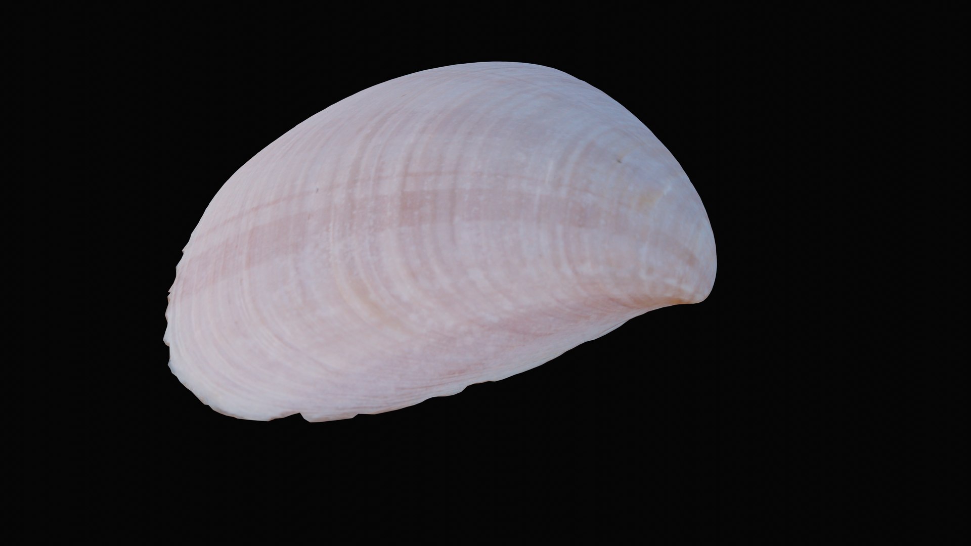 Sea Tellin Shell 3D Model - TurboSquid 1627585