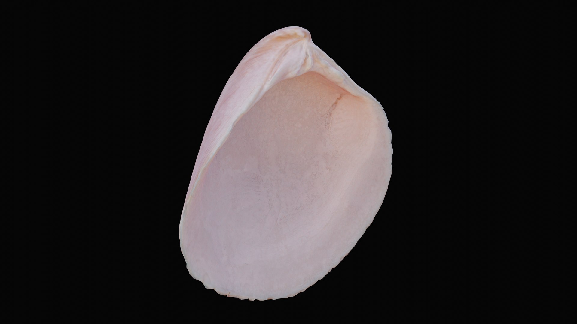 Sea Tellin Shell 3D Model - TurboSquid 1627585