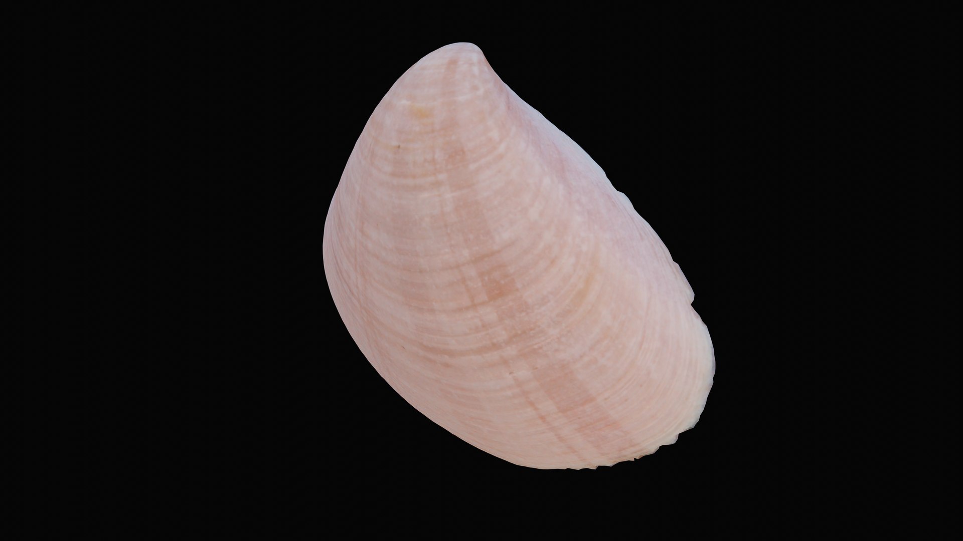 Sea Tellin Shell 3D Model - TurboSquid 1627585