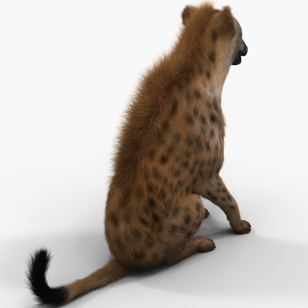 3d Hyena Pose 3 Fur Model