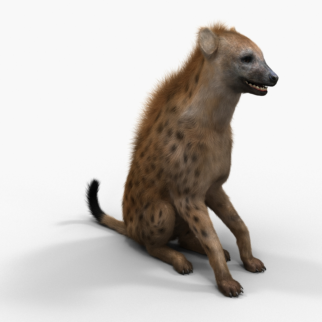 3d Hyena Pose 3 Fur Model