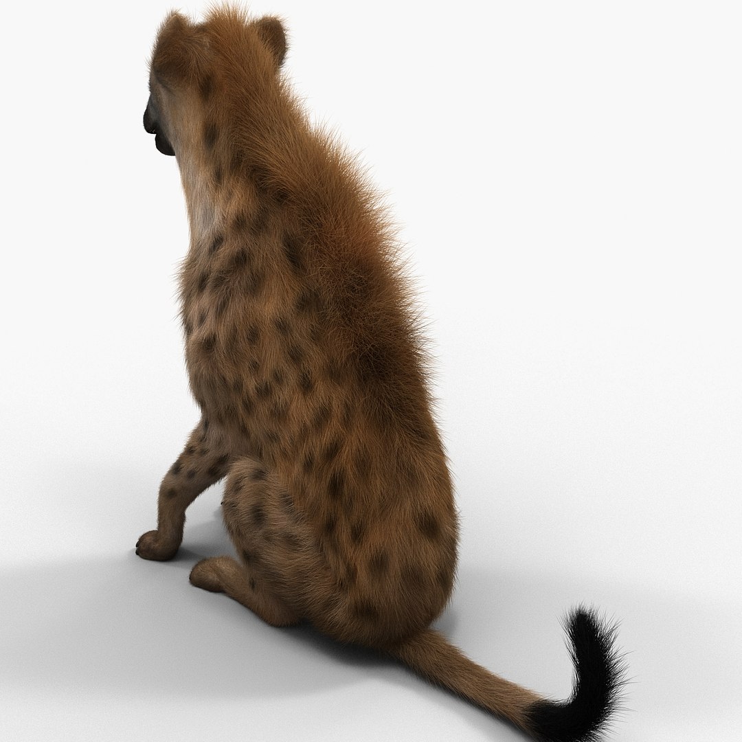 3d Hyena Pose 3 Fur Model