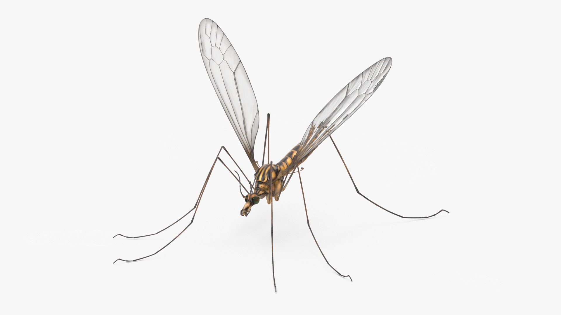 3D Crane Fly Gallinipper Mosquito Rigged For Cinema 4D - TurboSquid 2274877