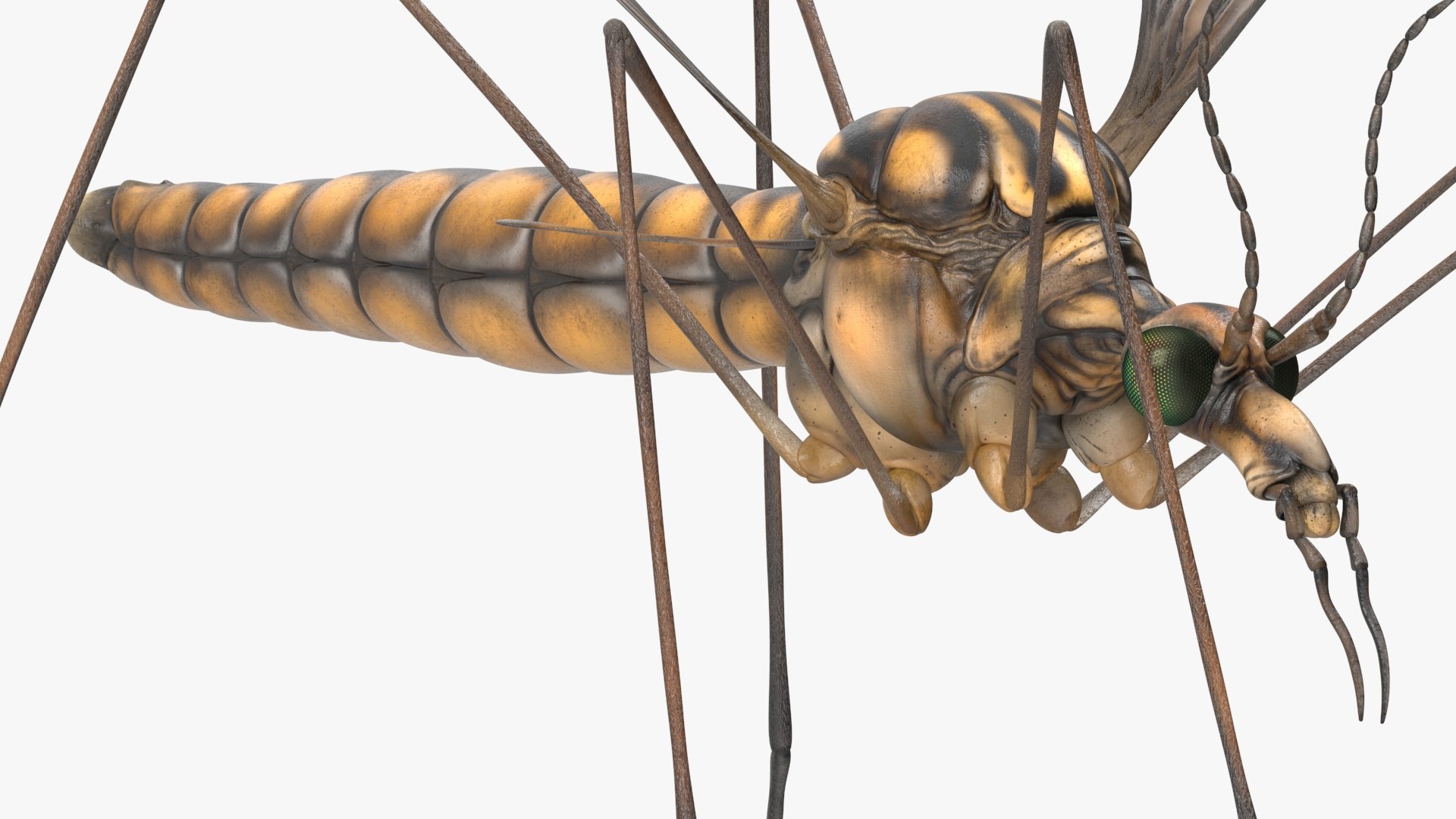 3D Crane Fly Gallinipper Mosquito Rigged For Cinema 4D - TurboSquid 2274877