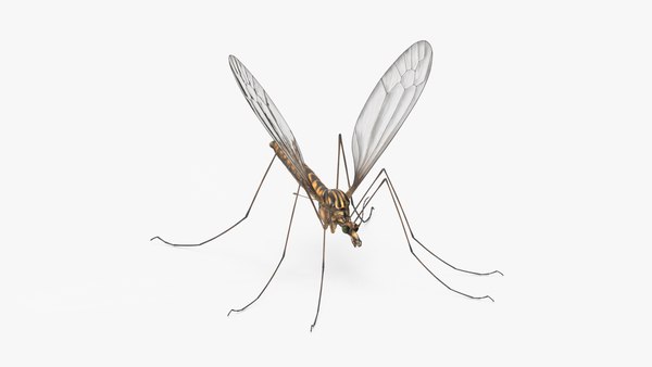 Cinema 4D를 위해 조작된 Crane Fly Gallinipper Mosquito 3D 모델 - TurboSquid 2274877