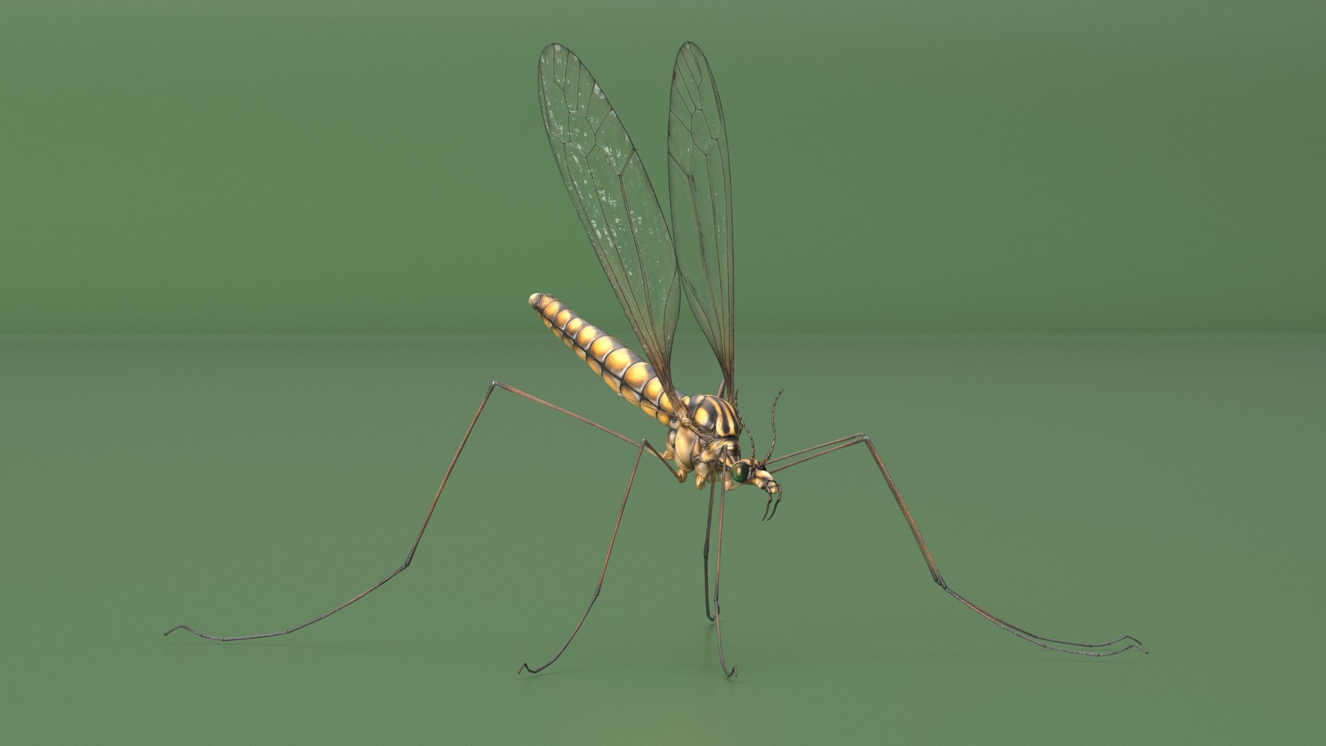 3D Crane Fly Gallinipper Mosquito Rigged For Cinema 4D - TurboSquid 2274877