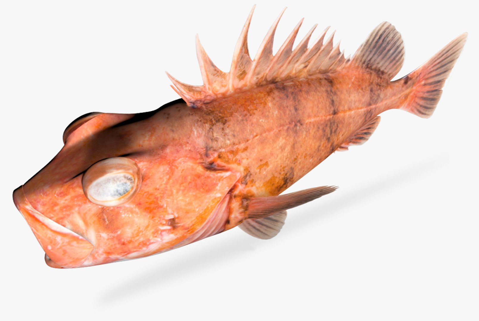 Cowcod Sebastes Levis 3D Model - TurboSquid 1529666