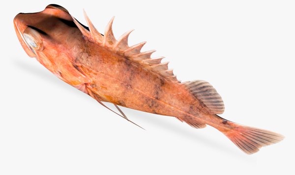 Cowcod sebastes levis 3D model - TurboSquid 1529666