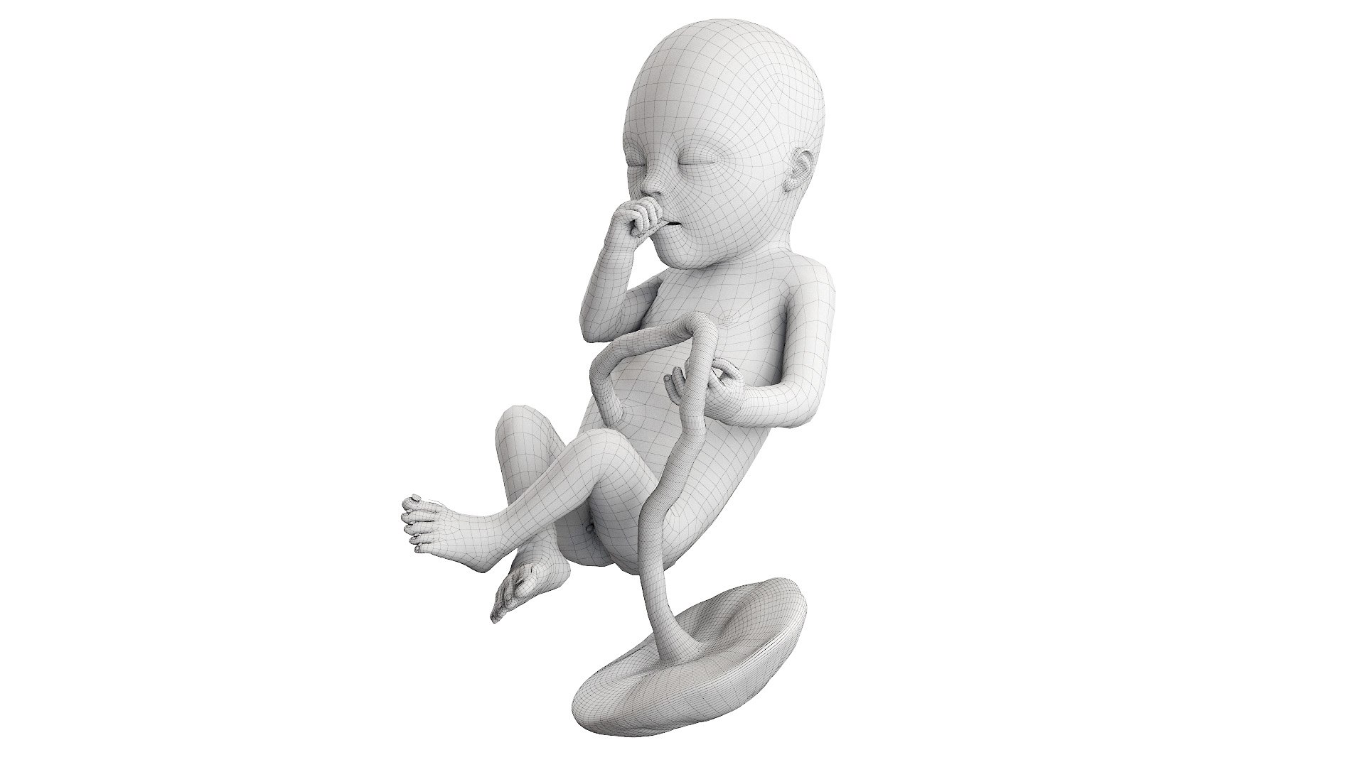 Fetus Week 20 Static 3D Model - TurboSquid 1873095