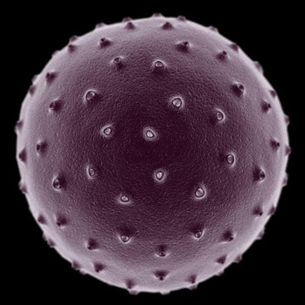 modelo 3d célula mutada 1.max - TurboSquid 509840