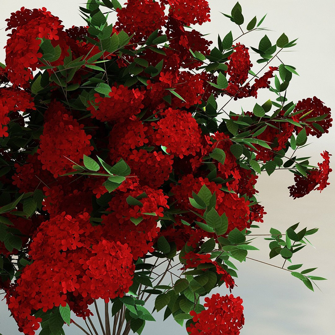 3dsmax Ixora Modelled