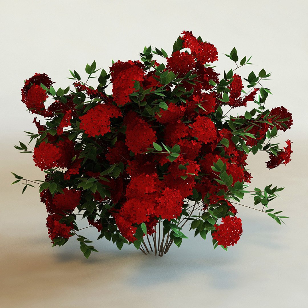 3dsmax Ixora Modelled