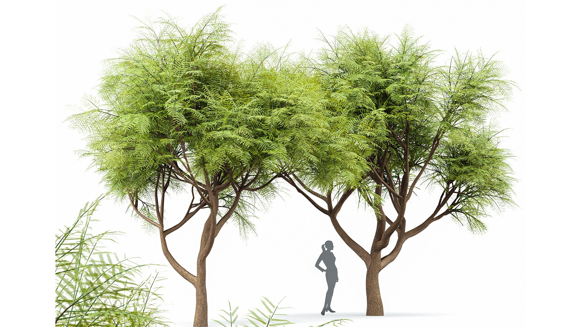 3D Model Velvet Mesquite 2Trees - TurboSquid 2243021