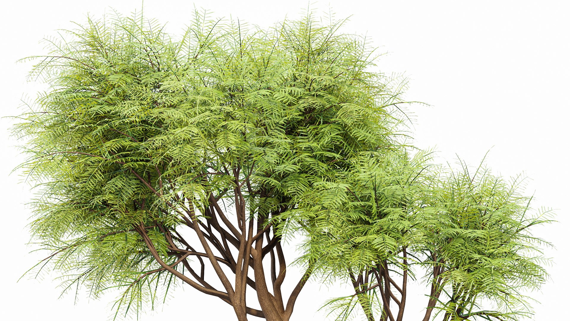 3D Model Velvet Mesquite 2Trees - TurboSquid 2243021