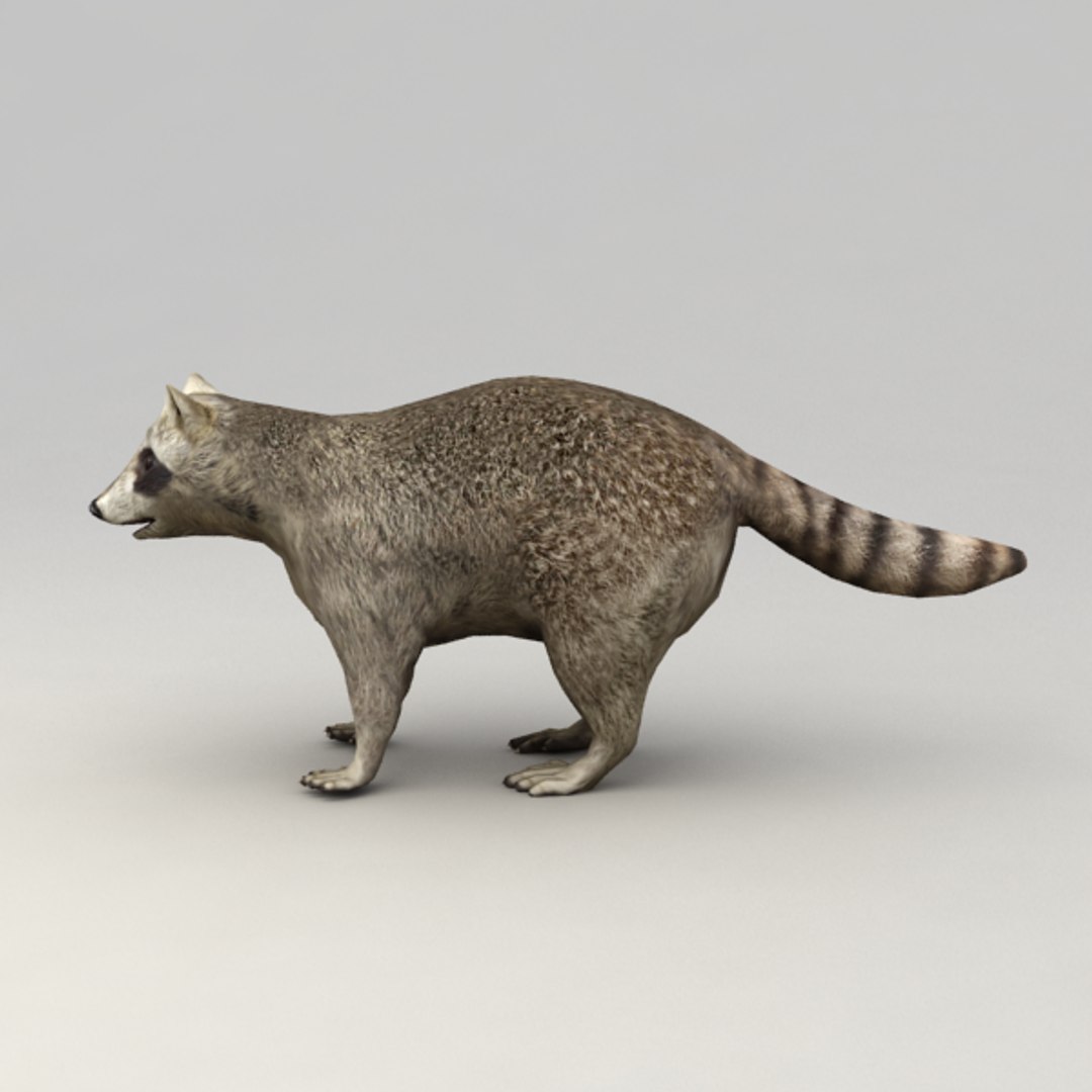 Max Rigged Raccoon