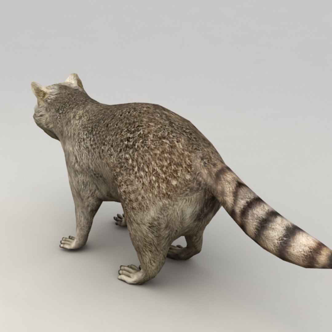 Max Rigged Raccoon