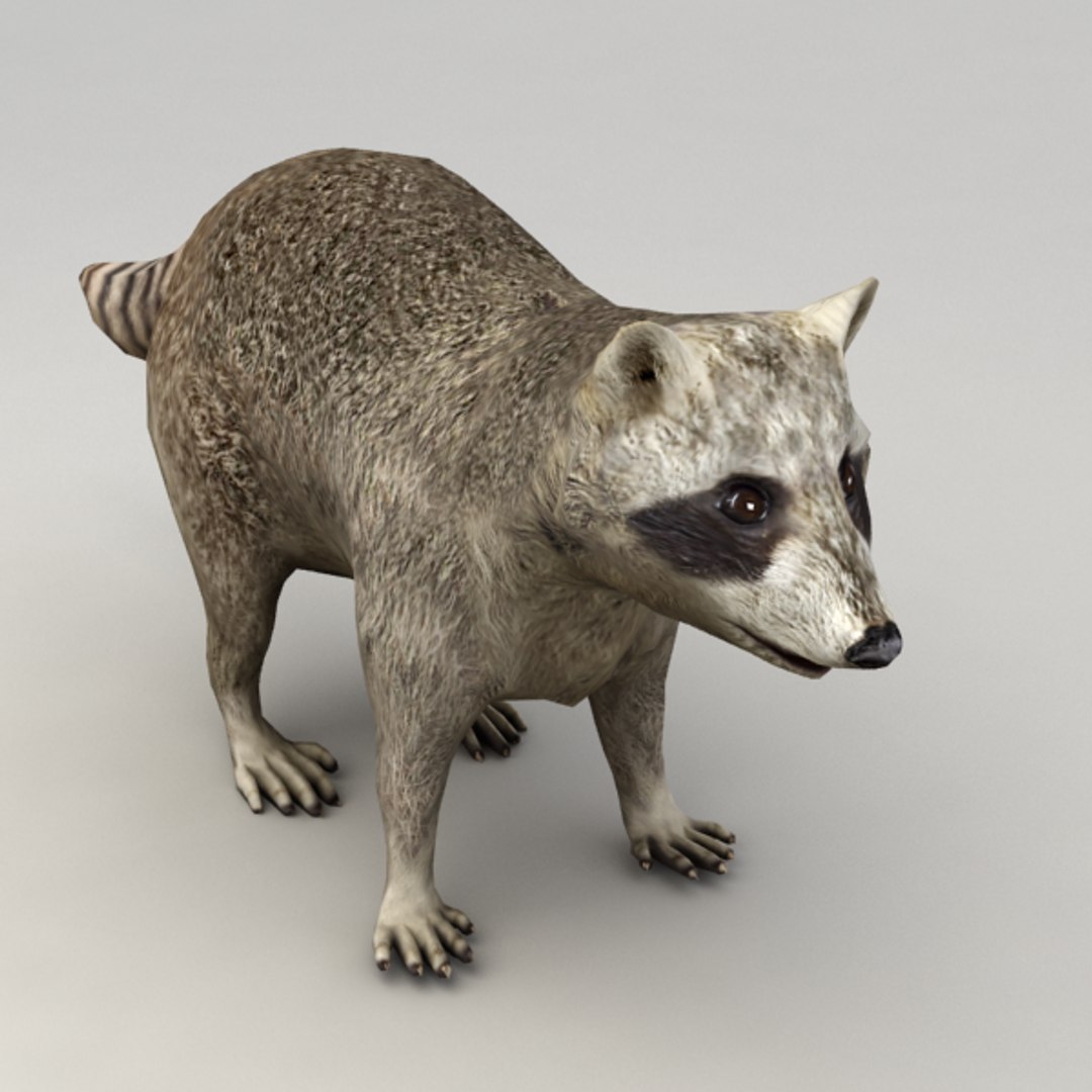 Max Rigged Raccoon