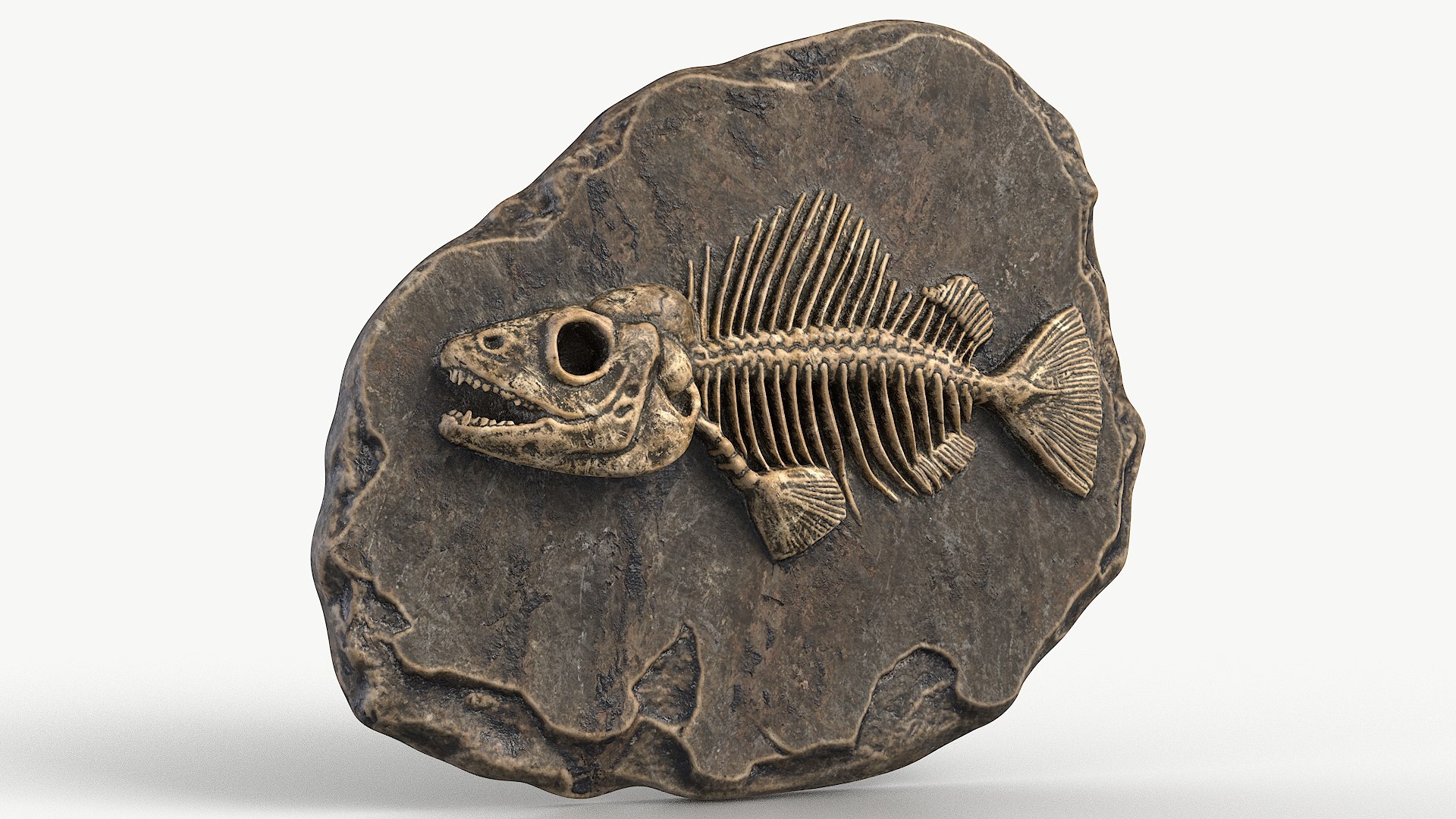 Prehistoric Fish Skeleton Fossil 027 Textured 3D - TurboSquid 2304662