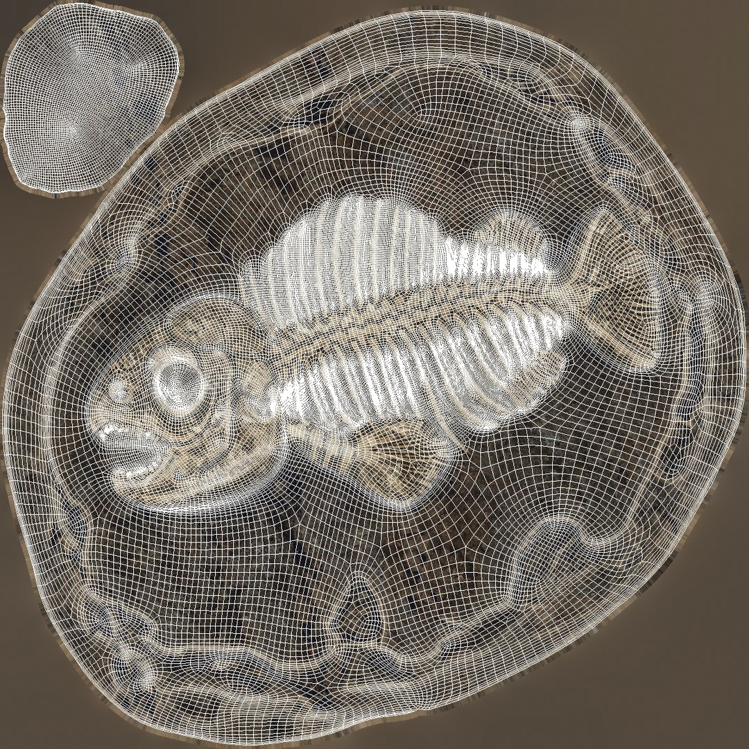 Prehistoric Fish Skeleton Fossil 027 Textured 3D - TurboSquid 2304662