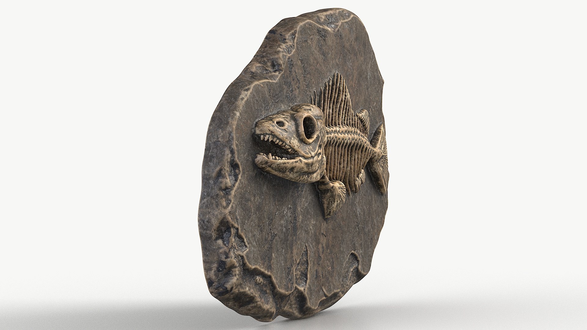 Prehistoric Fish Skeleton Fossil 027 Textured 3D - TurboSquid 2304662