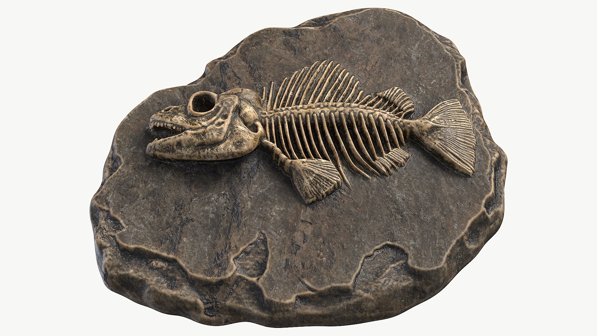 Prehistoric Fish Skeleton Fossil 027 Textured 3D - TurboSquid 2304662