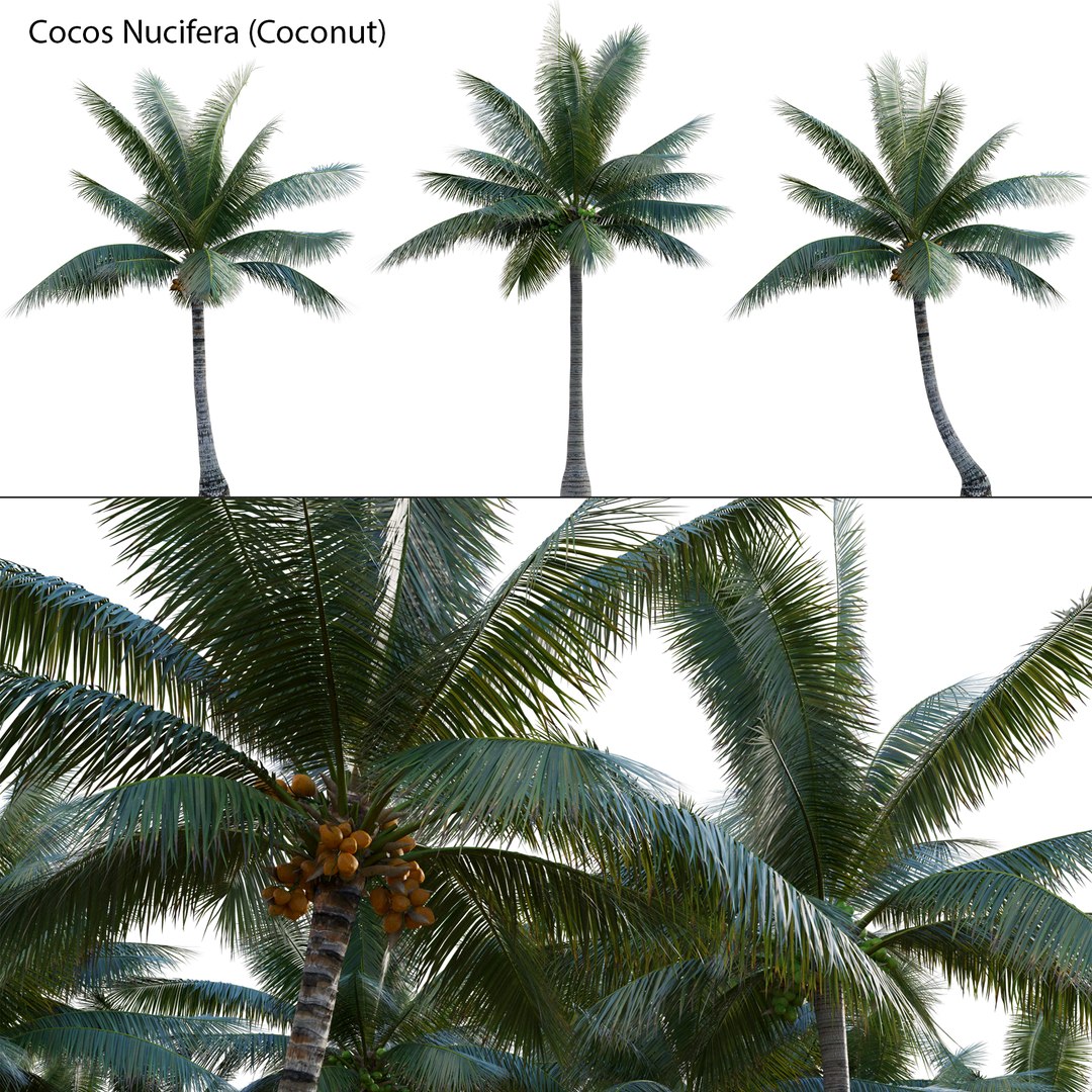 Cocos nucifera - Coconut 05 3D - TurboSquid 1991826