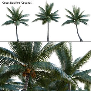 3D Cocos Nucifera - Coconut 06 - TurboSquid 1991827