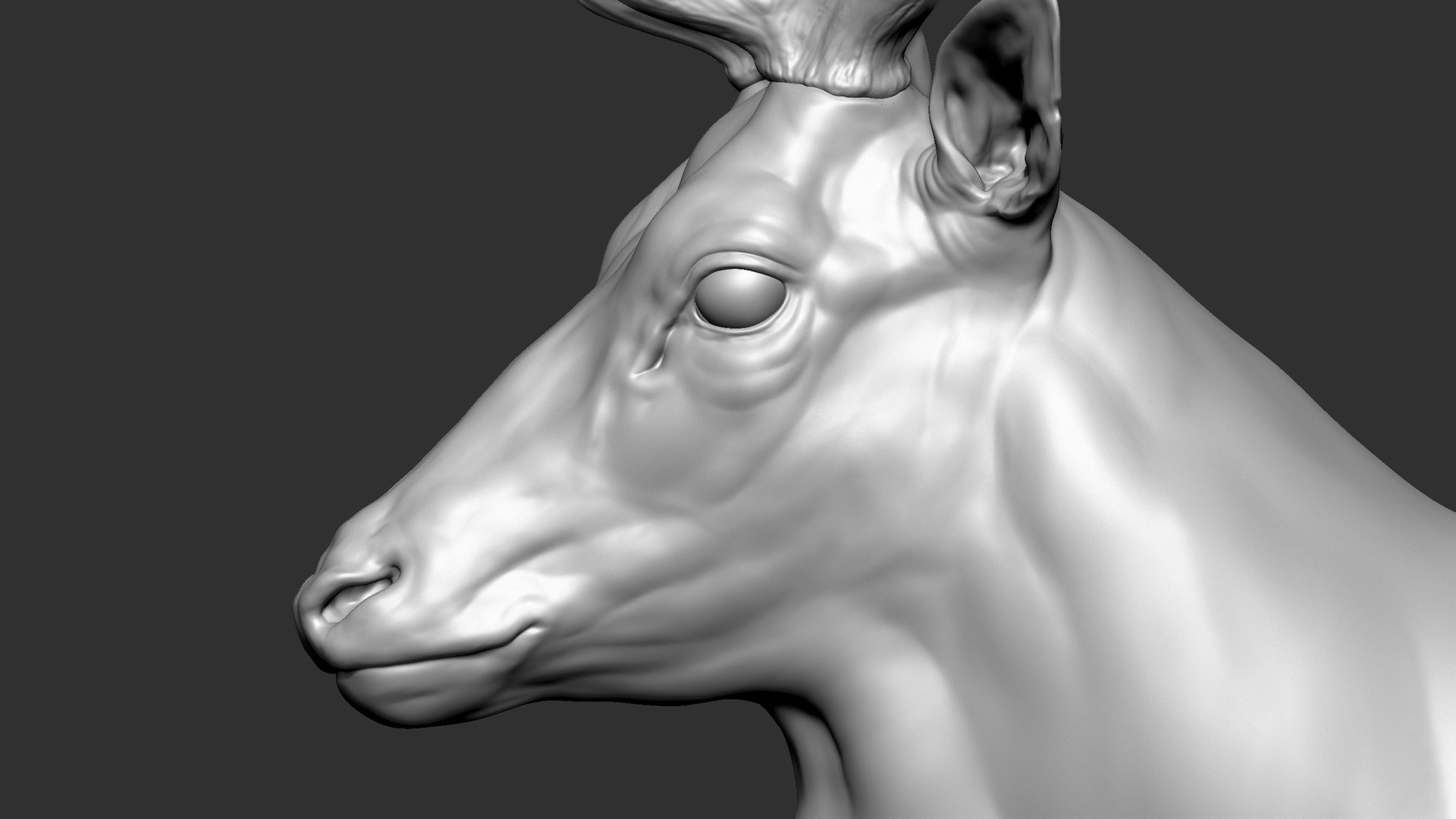 Fallow Deer Buck Dama Dama Head Sculpture Model - TurboSquid 1944942