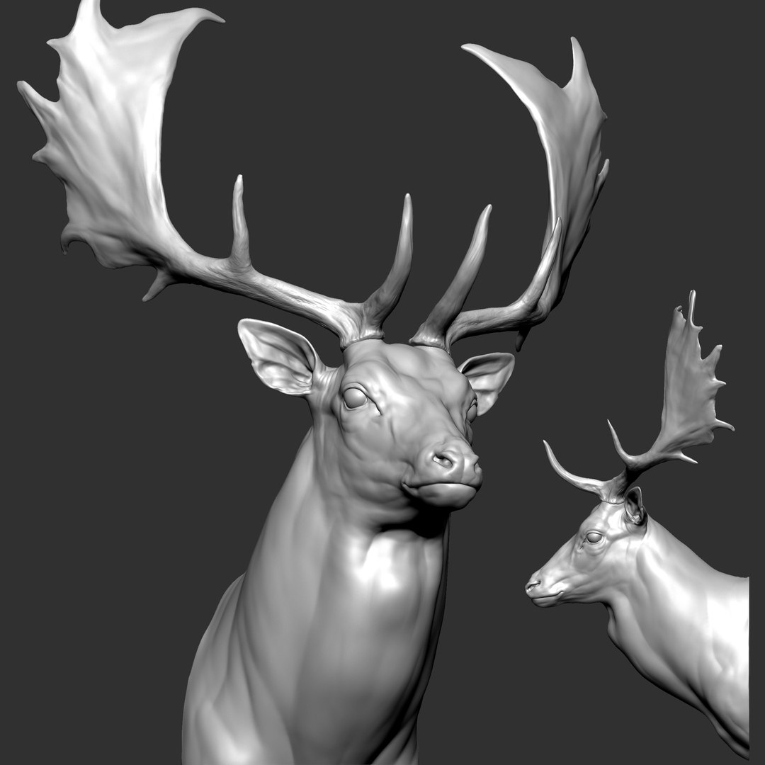 Fallow Deer Buck Dama Dama Head Sculpture Model - TurboSquid 1944942